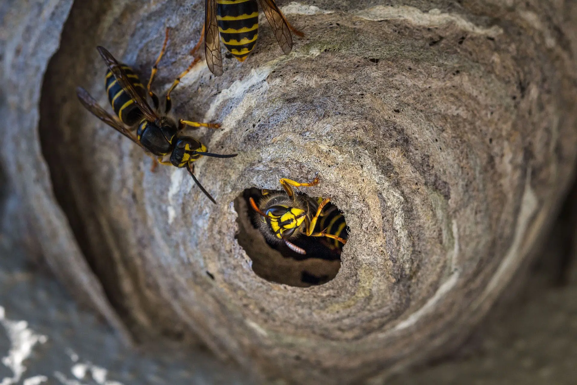Professionele bestrijding van vliegende insecten | Rattaplan